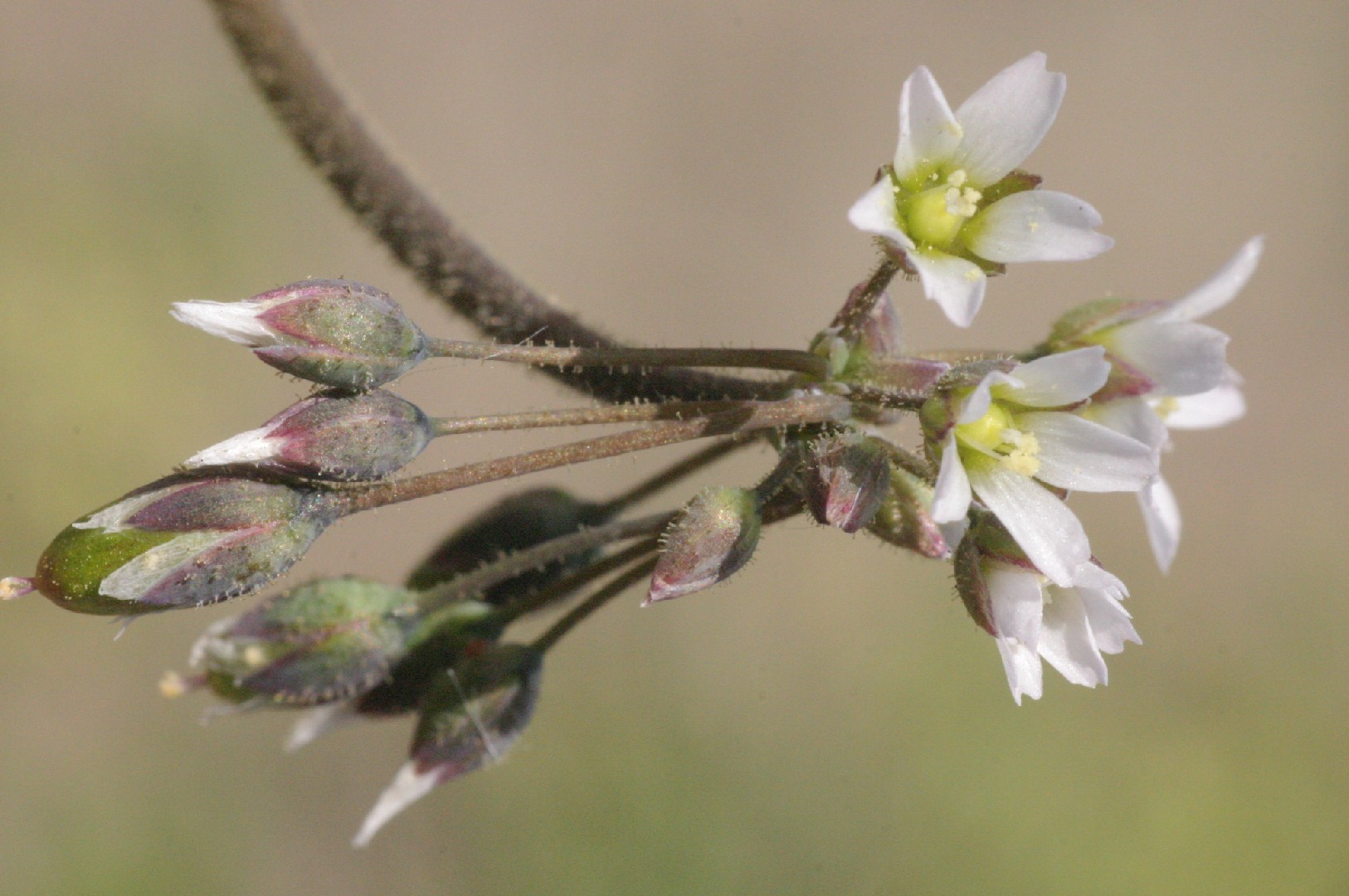 Holosteum umbellatum - PictureThis