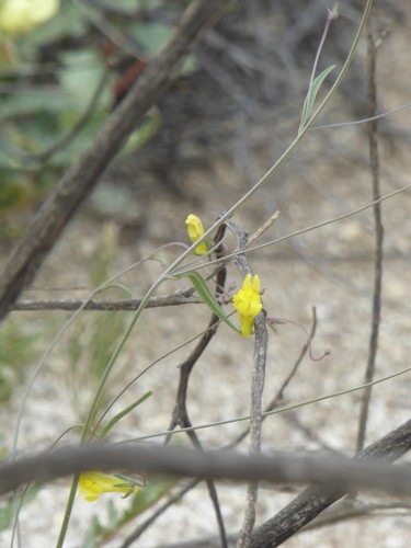 Yellow twining snapdragon (Antirrhinum filipes) Flower, Leaf, Care ...