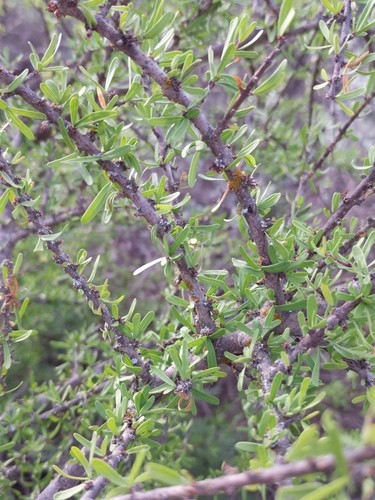 Forestiera angustifolia - PictureThis