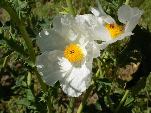 Chicalote blanco (Argemone albiflora) - PictureThis