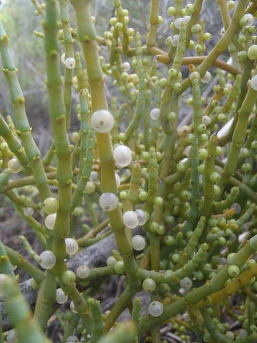 Viscum capense - PictureThis