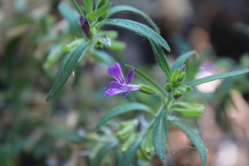 Hierba del toro (Bonplandia geminiflora) - PictureThis