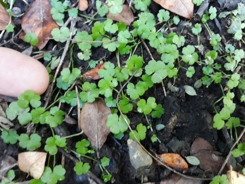 Hydrocotyle americana var. heteromeria - PictureThis