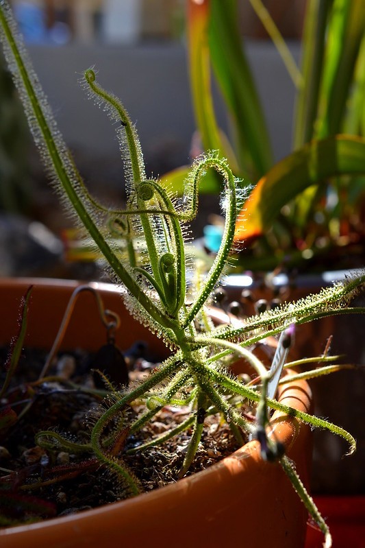 Drosera indica - PictureThis