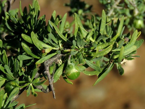 Lycium cinereum - PictureThis