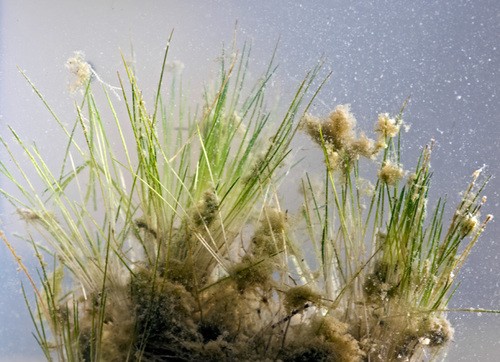 Hydatella - PictureThis