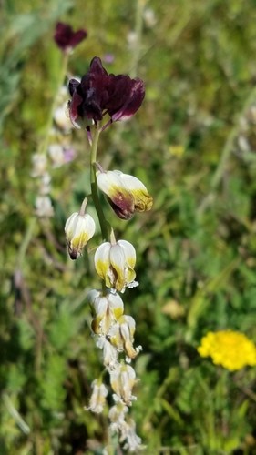 California jewelflower (Caulanthus californicus) Flower, Leaf, Care ...