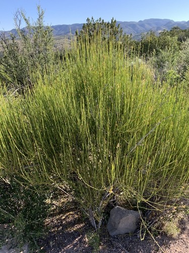 Ephedra aspera - PictureThis