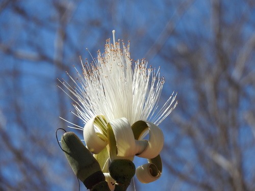 Coquito (Pseudobombax ellipticum) - PictureThis