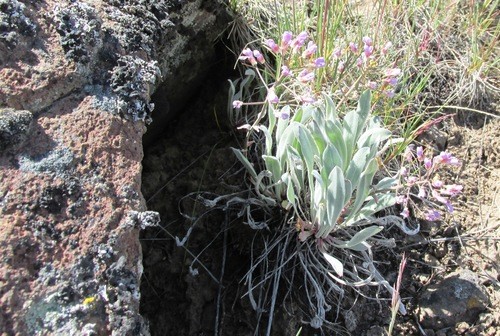 Daggerpod Care (Watering, Fertilize, Pruning, Propagation) - PictureThis