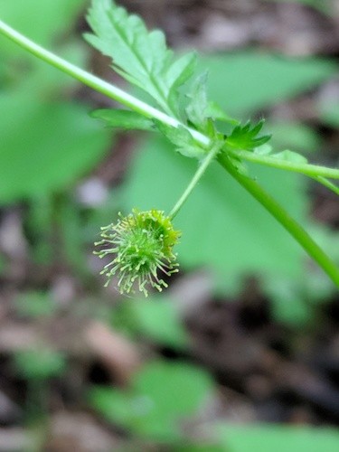 Geum vernum - PictureThis