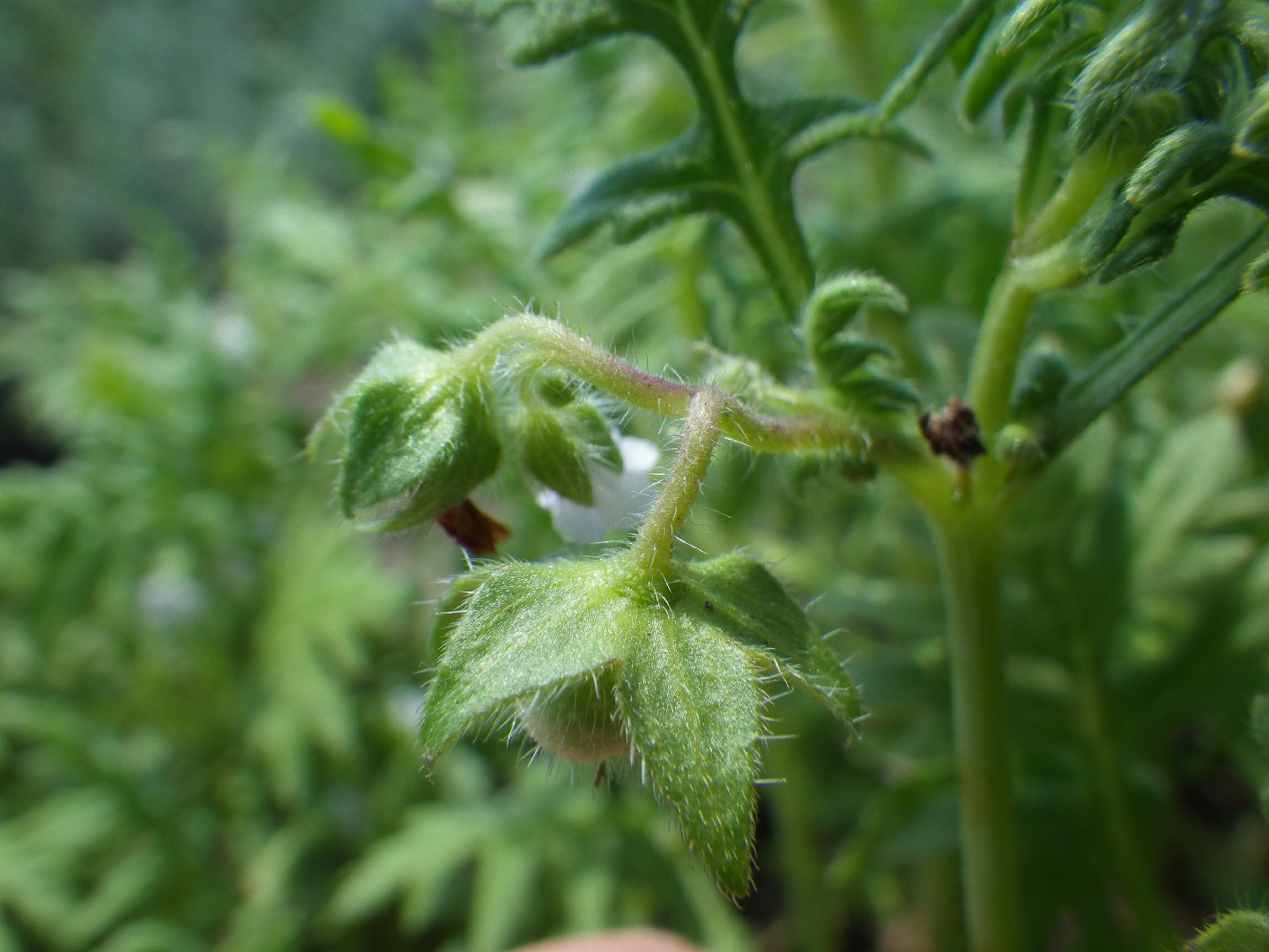 Aunt lucy (Ellisia nyctelea) Flower, Leaf, Care, Uses - PictureThis