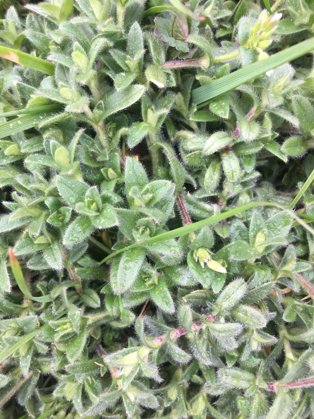 Dwarf mouse-ear (Cerastium pumilum) Flower, Leaf, Care, Uses - PictureThis