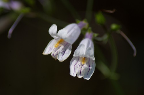 Nodding beardtongue (Penstemon laxiflorus) Flower, Leaf, Care, Uses ...