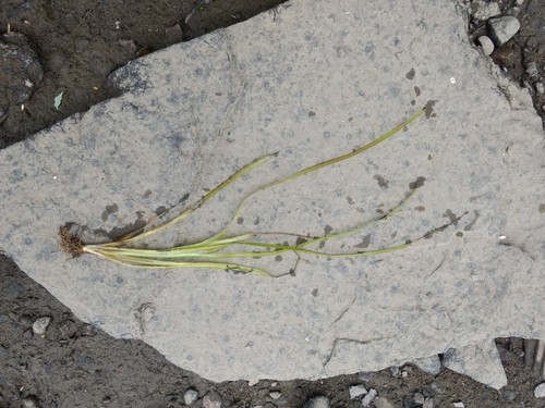 American eelgrass (Vallisneria americana) Flower, Leaf, Care, Uses ...