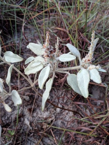 Cory's croton (Croton coryi) Flower, Leaf, Care, Uses - PictureThis
