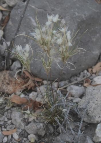 Munroa pulchella - PictureThis