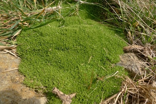 Scleranthus biflorus - PictureThis