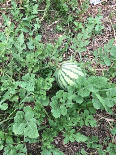Watermelon (Citrullus lanatus) Flower, Leaf, Care, Uses - PictureThis