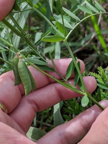 Vicia ludoviciana - PictureThis