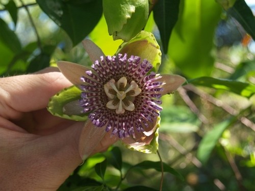 Parcha de culebra (Passiflora laurifolia) - PictureThis
