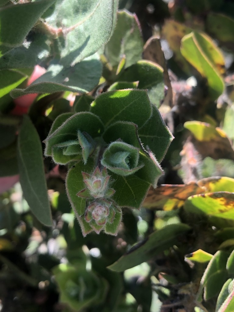 Montara manzanita (Arctostaphylos montaraensis) Flower, Leaf, Care ...