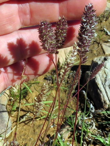Bur grass Care (Watering, Fertilize, Pruning, Propagation) - PictureThis