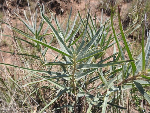 Lechosilla (Asclepias brachystephana) - PictureThis