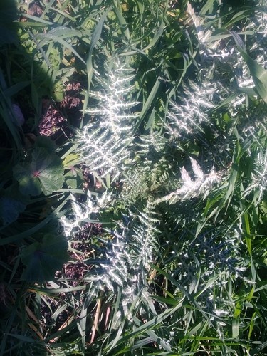 Boar thistle (Galactites tomentosa) Flower, Leaf, Care, Uses - PictureThis