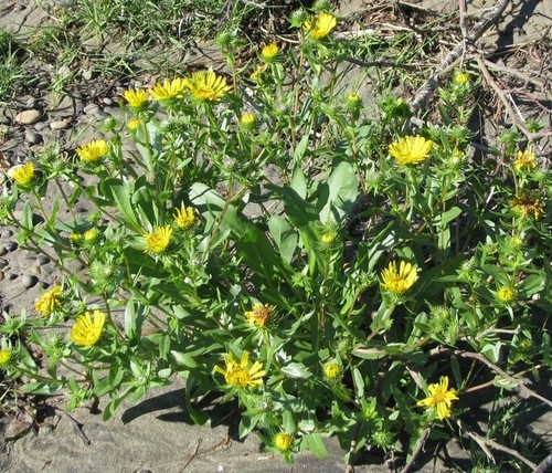 Puget sound gumweed (Grindelia integrifolia) Flower, Leaf, Care, Uses ...