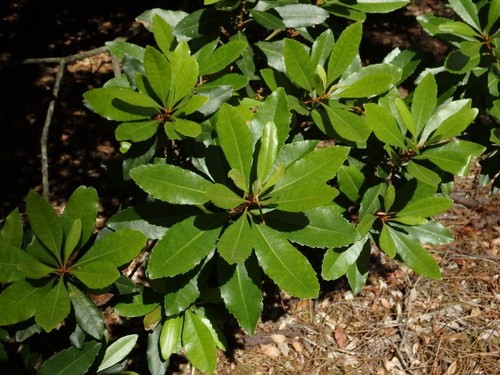 Candleberry-myrtle (Morella faya) Flower, Leaf, Care, Uses - PictureThis