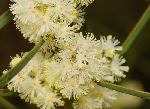 Acacia perfumada (Acacia suaveolens) - PictureThis