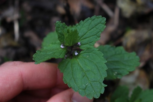 Staggerweed (Stachys arvensis) Flower, Leaf, Care, Uses - PictureThis