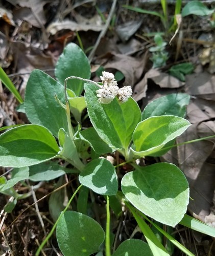 Parlin's pussytoes (Antennaria parlinii) Flower, Leaf, Care, Uses ...
