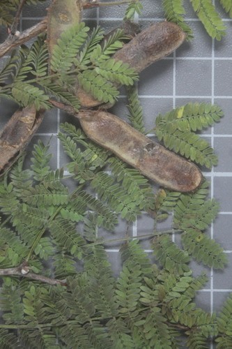 Sensitive plants Care (Watering, Fertilize, Pruning, Propagation ...