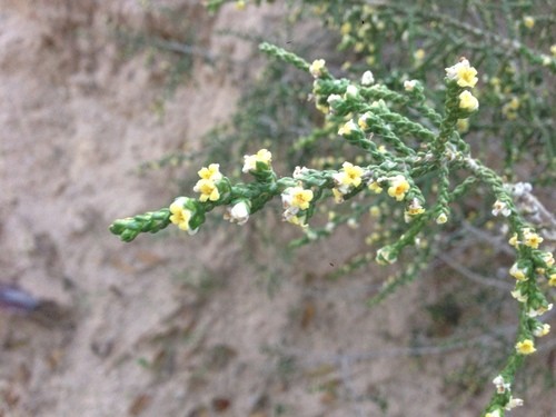 Thymelaea hirsuta - PictureThis