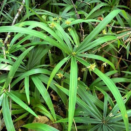 🌿 How to Transplant Dwarf striped umbrella sedge? (Ideal time, Methods ...
