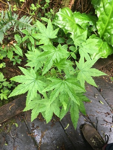 How to Plant and Grow Stink currant(Ribes bracteosum)