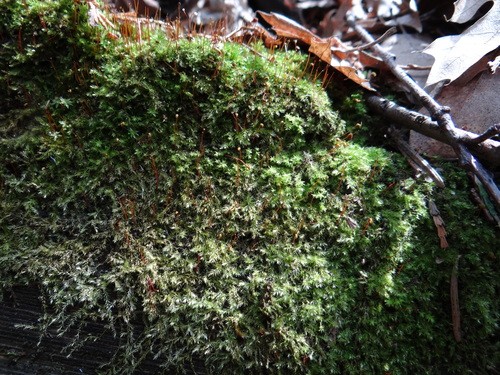 Brachythecium - PictureThis