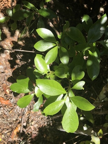 Shining Karamu (Coprosma lucida) Flower, Leaf, Care, Uses - PictureThis