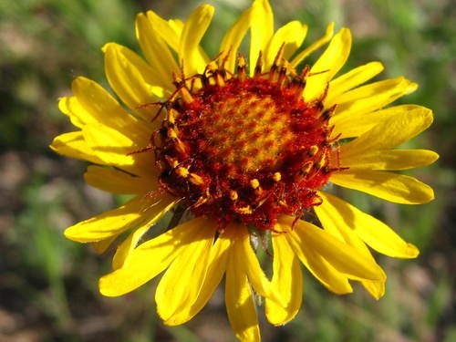 Galanda Flower Information In English | Best Flower Site