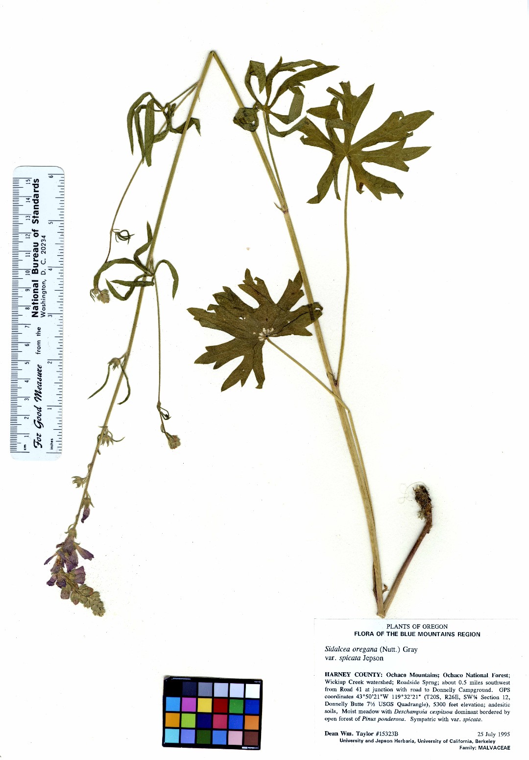 Sidalcea oregana - PictureThis