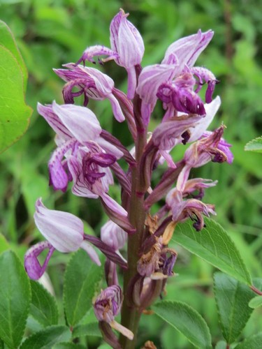 Military orchid (Orchis militaris) Flower, Leaf, Care, Uses - PictureThis