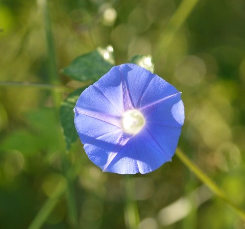 Ipomoea meyeri - PictureThis