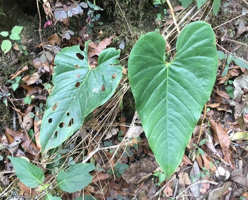 Laceleaf Care (Watering, Fertilize, Pruning, Propagation) - PictureThis