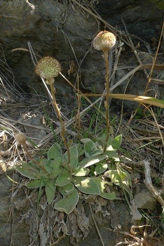 Yellow billy-buttons (Craspedia uniflora) Flower, Leaf, Care, Uses ...