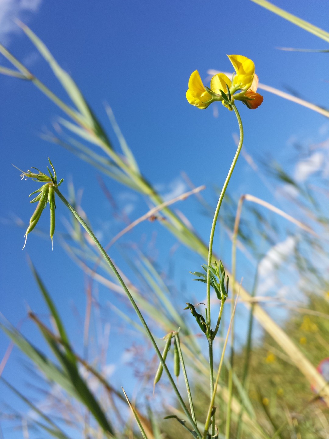 Narrowleaf trefoil (Lotus tenuis) Flower, Leaf, Care, Uses - PictureThis