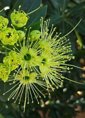 Ixonanthes reticulata - PictureThis