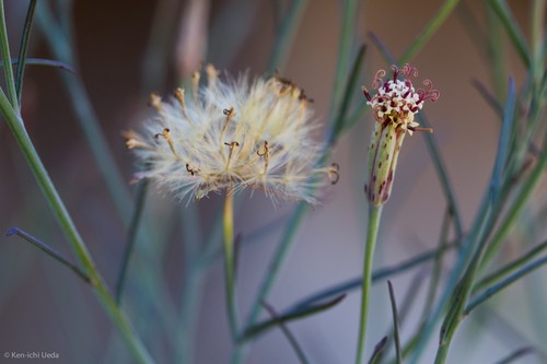 Poreleaf (Porophyllum) Flower, Leaf, Care, Uses - PictureThis