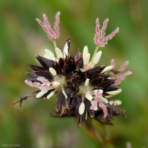 Brownhead rush (Juncus phaeocephalus) Flower, Leaf, Care, Uses ...